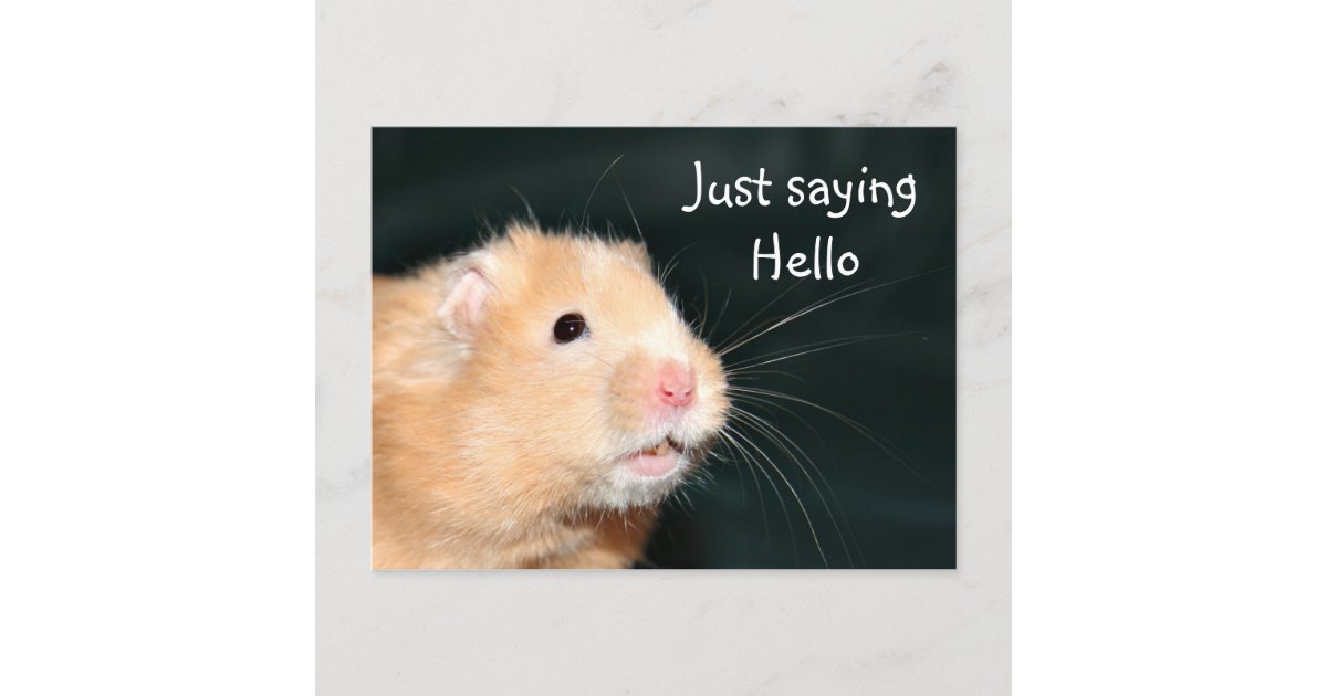 Hello hamster postcard | Zazzle
