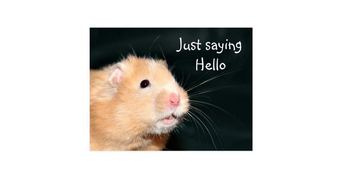 Hello hamster postcard | Zazzle