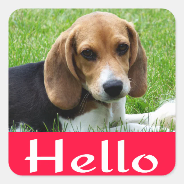 Hello / Hi Beagle Puppy Dog Red Greeting Sticker | Zazzle