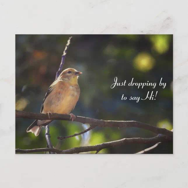 Hello, Hi, Bird-American Goldfinch Postcard | Zazzle