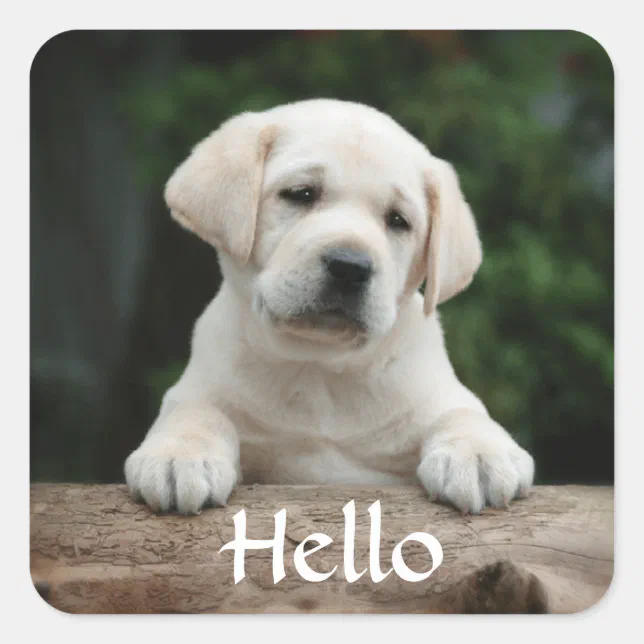 Hello / Hi Labrador Retriever Puppy Dog Stickers | Zazzle