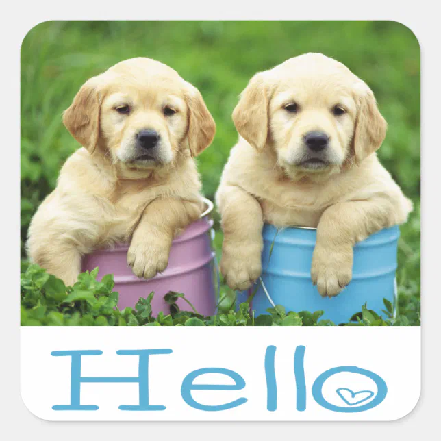 Hello / Hi Labrador Retriever Puppy Dog Stickers | Zazzle