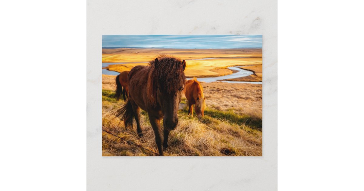 Hello Horse Postcard | Zazzle