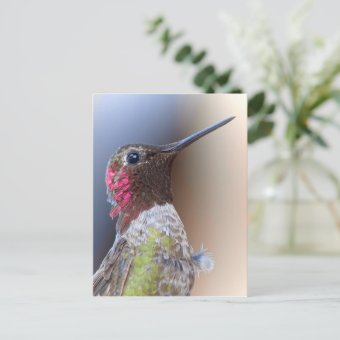 Hello Hummingbird Postcard | Zazzle