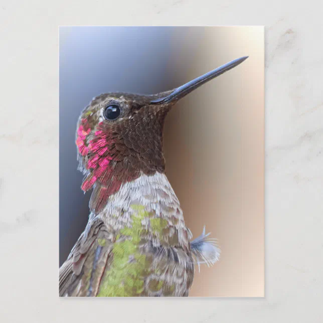 Hello Hummingbird Postcard | Zazzle