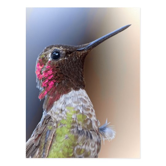 Hello Hummingbird Postcard | Zazzle.com