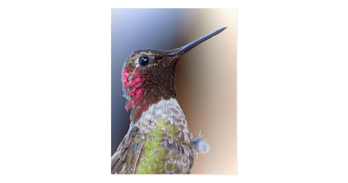 Hello Hummingbird Postcard | Zazzle.com