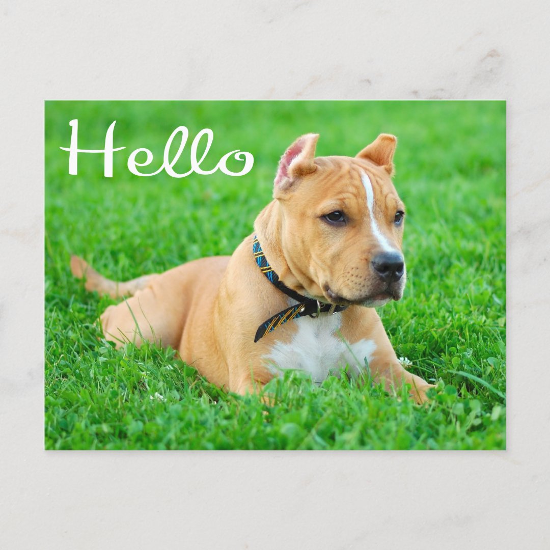 Hello Pit Bull Puppy Dog Blank Postcard | Zazzle
