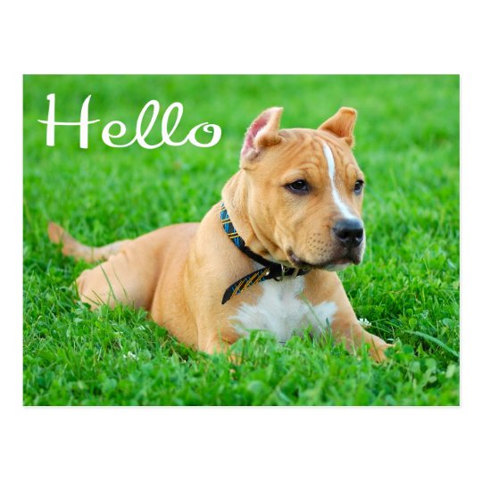Hello Pit Bull Puppy Dog Blank Postcard | Zazzle.com