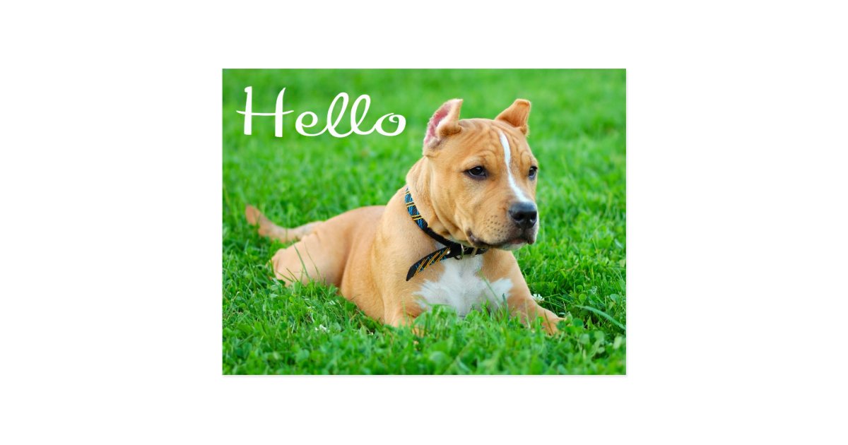 Hello Pit Bull Puppy Dog Blank Postcard | Zazzle.com