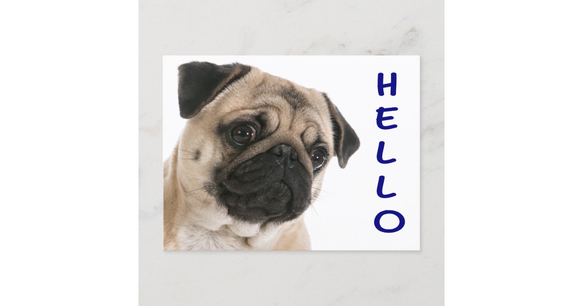 Hello Pug Puppy Dog Greeting Postcard | Zazzle