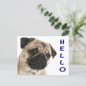 Hello Pug Puppy Dog Greeting Postcard | Zazzle