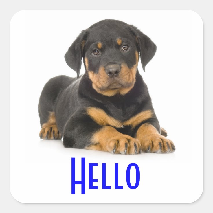 Hello Rottweiler Puppy Dog Greeting Stickers | Zazzle