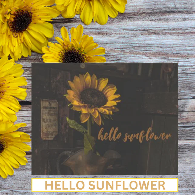 Hello Sunflower Vintage Postcard | Zazzle