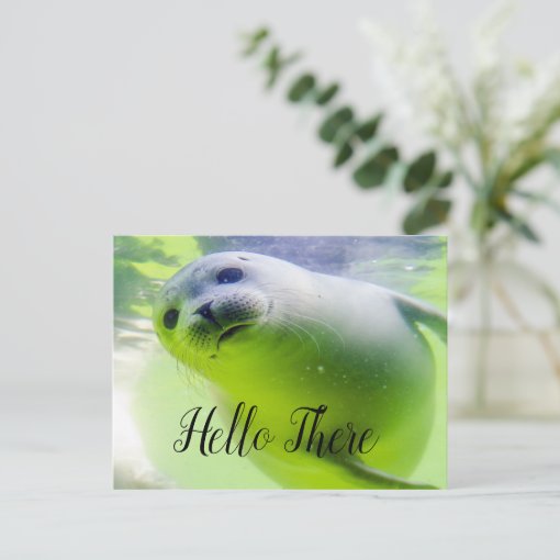 Hello There Cute Seal Postcard | Zazzle