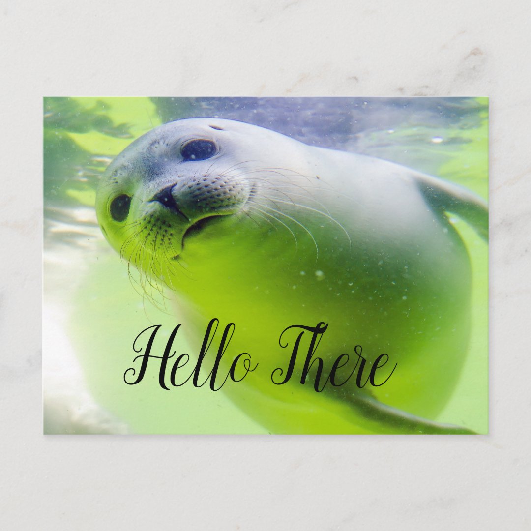 Hello There Cute Seal Postcard | Zazzle