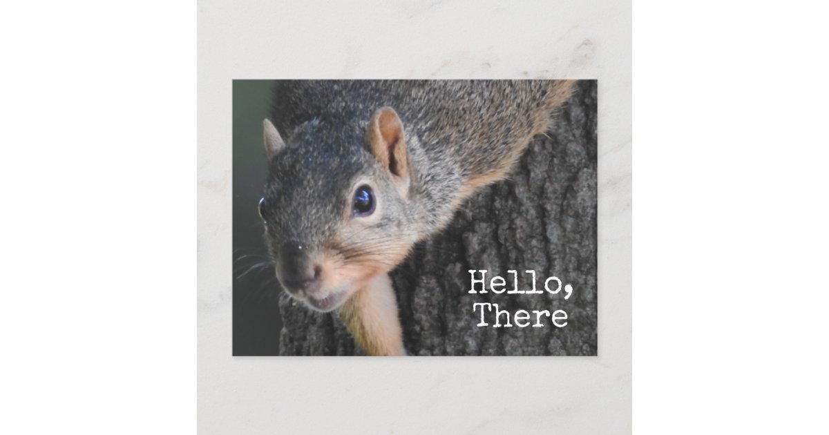 Hello, There, Cute Squirrel Photo Postcard | Zazzle