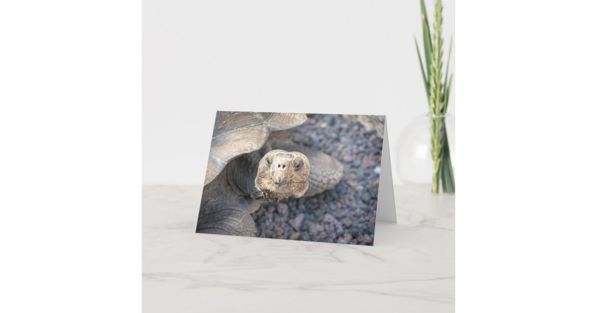 Hello There-Giant Tortoise Card | Zazzle