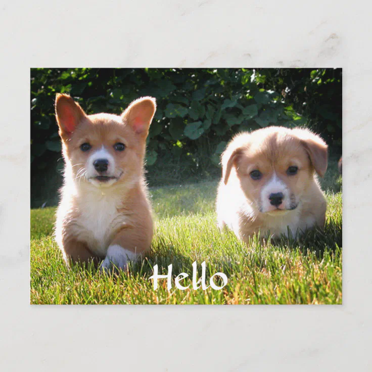 Hello Welsh Pembroke Corgi Puppy Dog Postcard | Zazzle