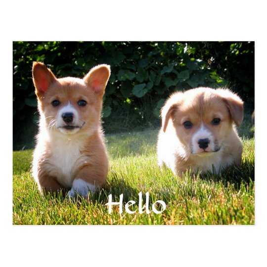Hello Welsh Pembroke Corgi Puppy Dog Postcard | Zazzle.com