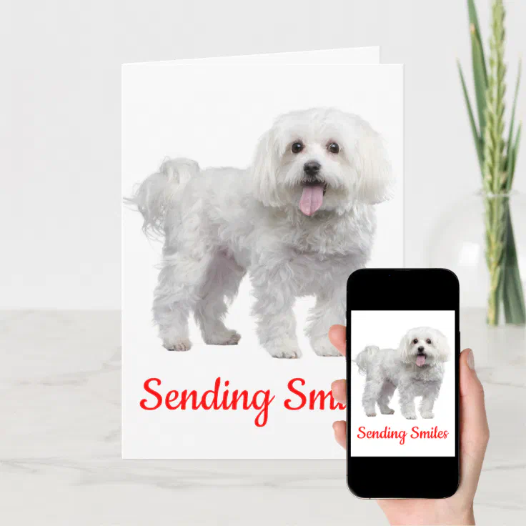 Hello White Maltese Puppy Dog Thinking Of You Card | Zazzle