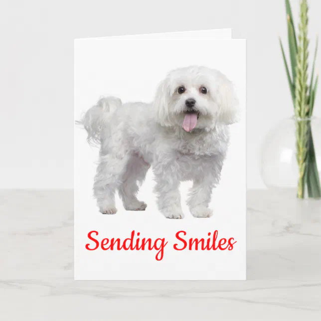 Hello White Maltese Puppy Dog Thinking Of You Card | Zazzle