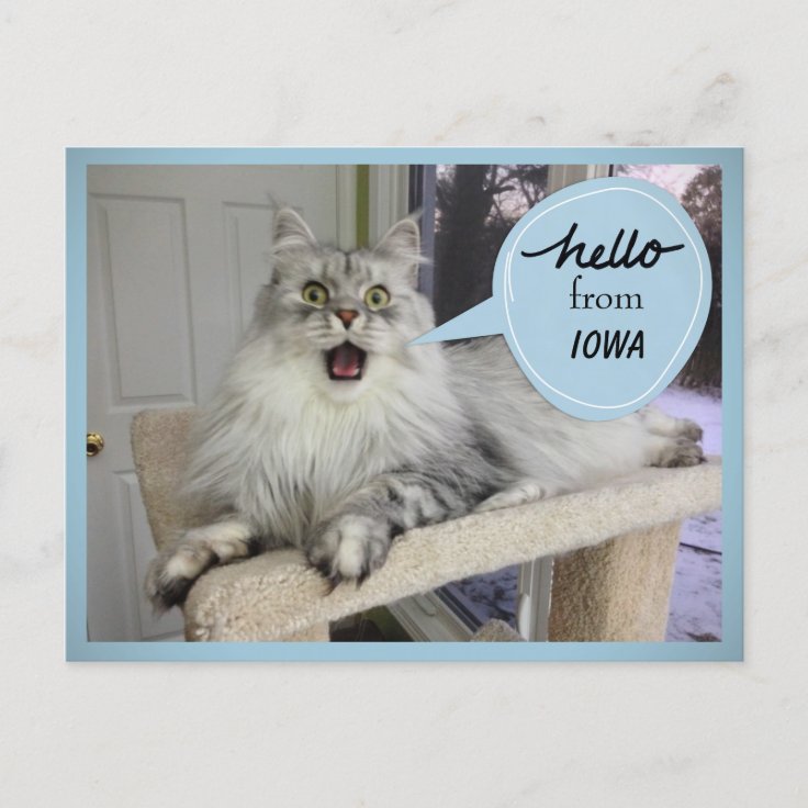 "Helloooo" from YOUR State Cat Postcard | Zazzle