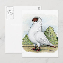 Helmet: Red Pigeon Postcard | Zazzle