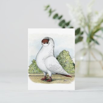 Helmet: Red Pigeon Postcard | Zazzle