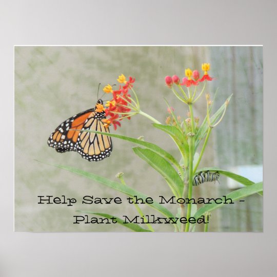 Help Save the Monarch Poster | Zazzle.com