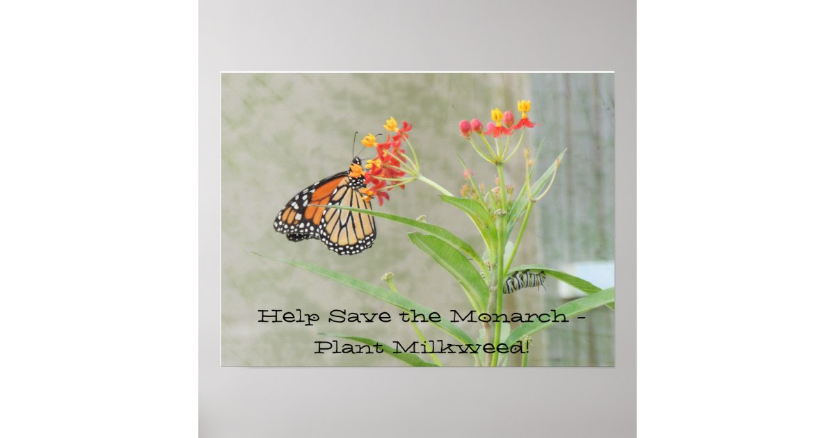 Help Save the Monarch Poster | Zazzle