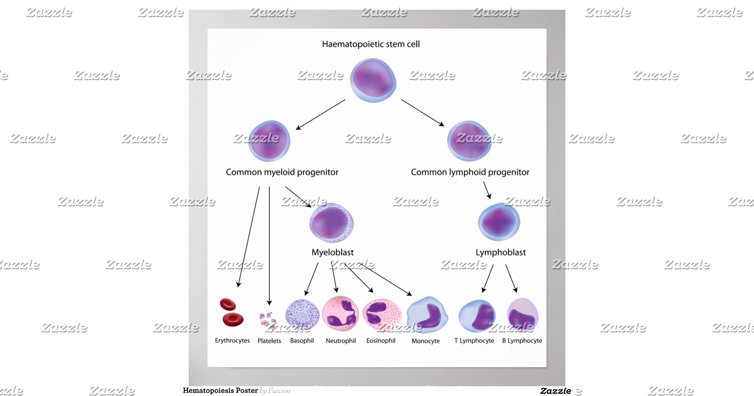 hematopoiesis_poster-r7a1b88fe169e46e4bd3bed58bdb40723_wvp_8byvr_1200 ...