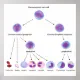 Hematopoiesis Poster | Zazzle