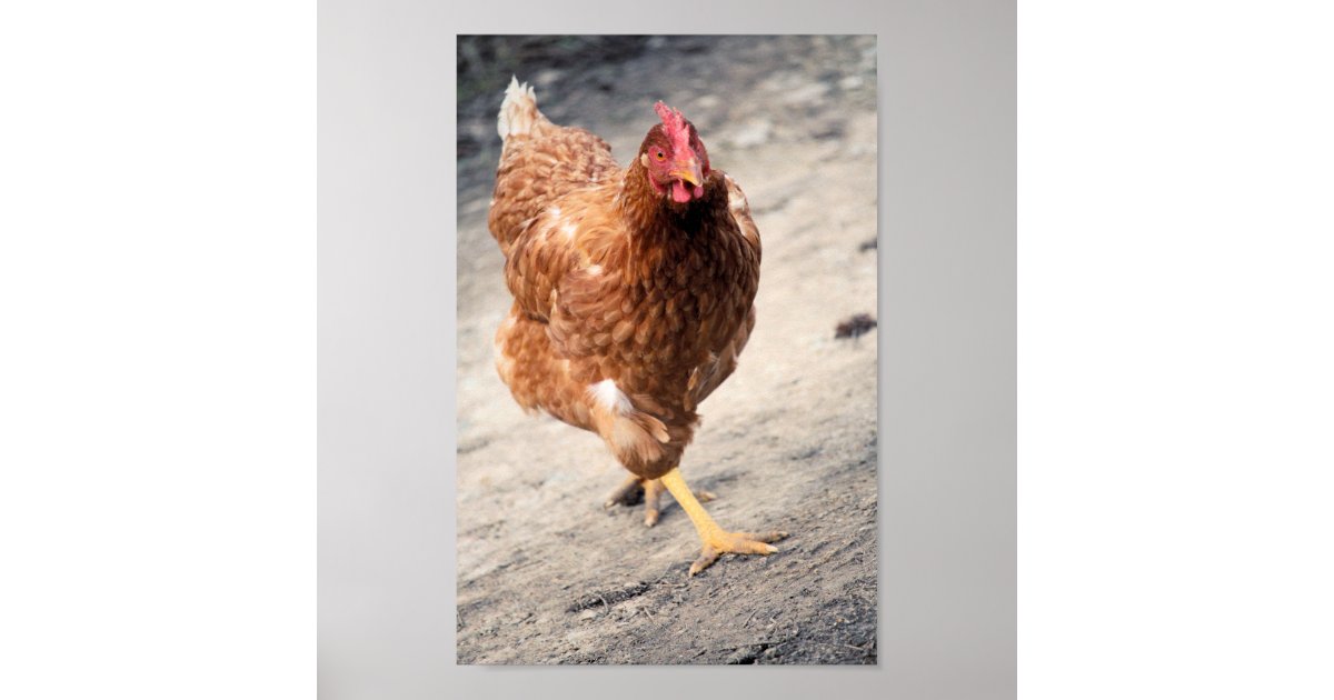 Hen Poster | Zazzle