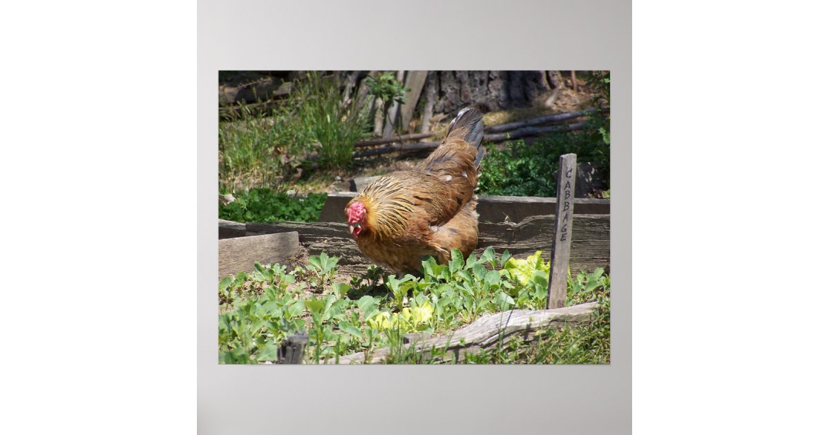 Hen poster | Zazzle