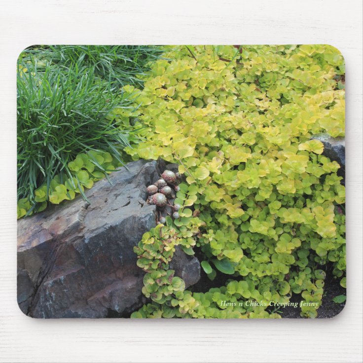 Hens n Chicks Creeping Jenny Mouse Pad | Zazzle