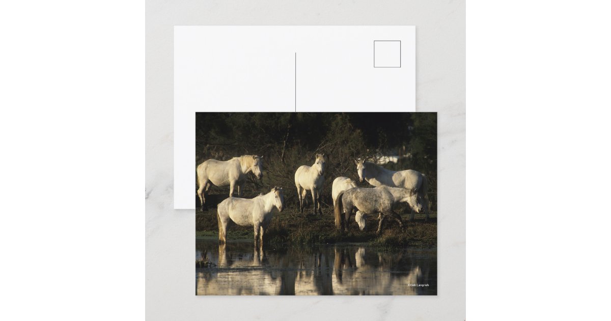 Herd Camargue Ponies Standing In Water Postcard | Zazzle