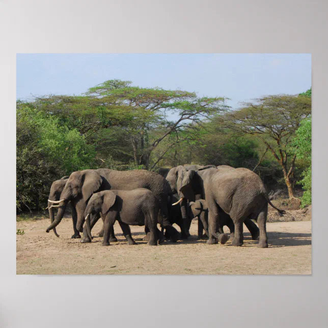 Herd of Elephants Poster | Zazzle