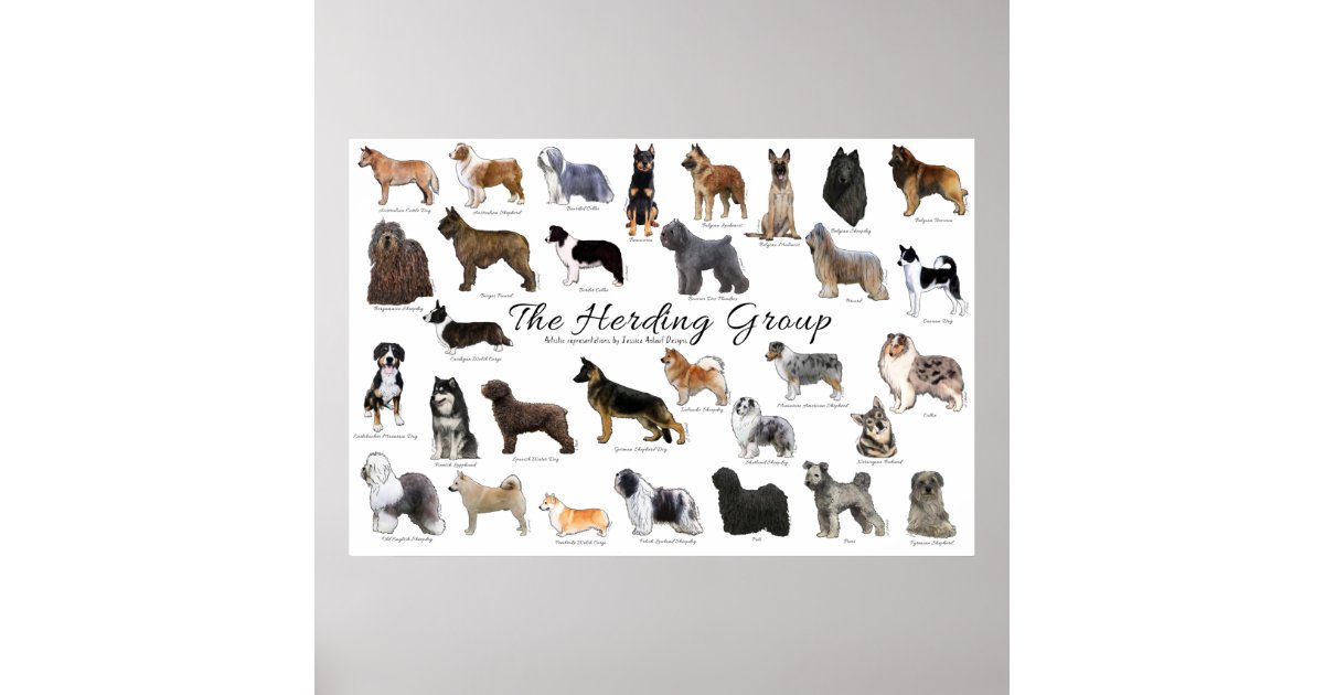 Herding Group Poster | Zazzle
