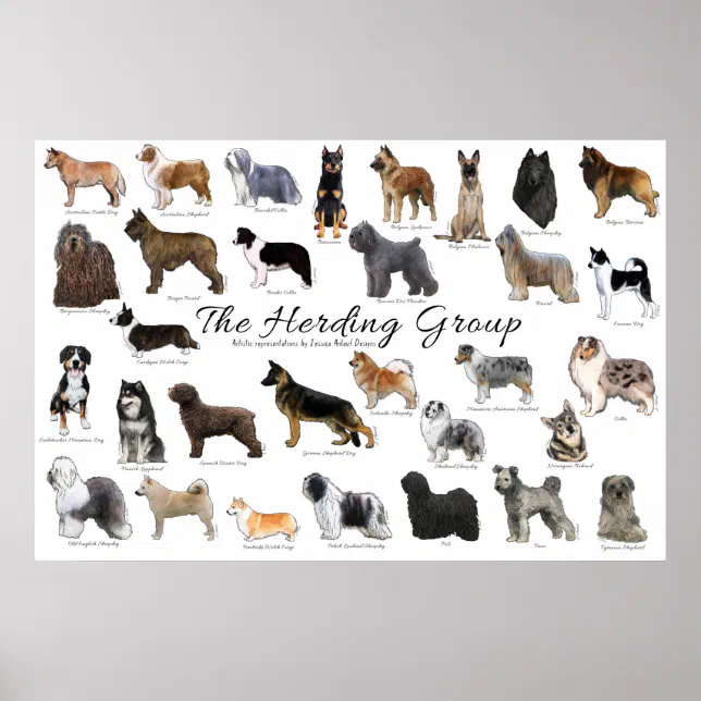 Herding Group Poster | Zazzle