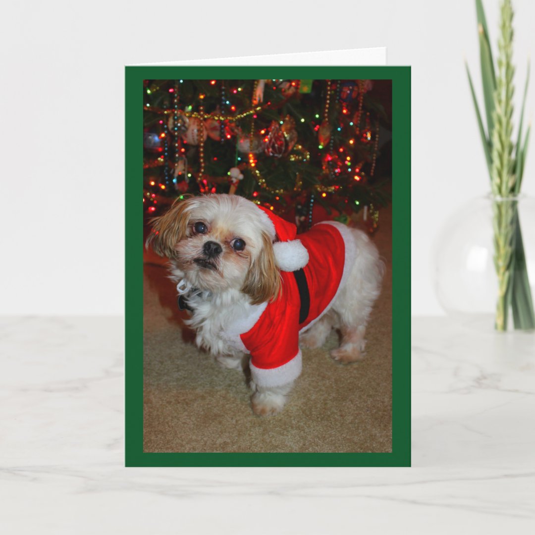 Here Comes Santa Paws! Card | Zazzle