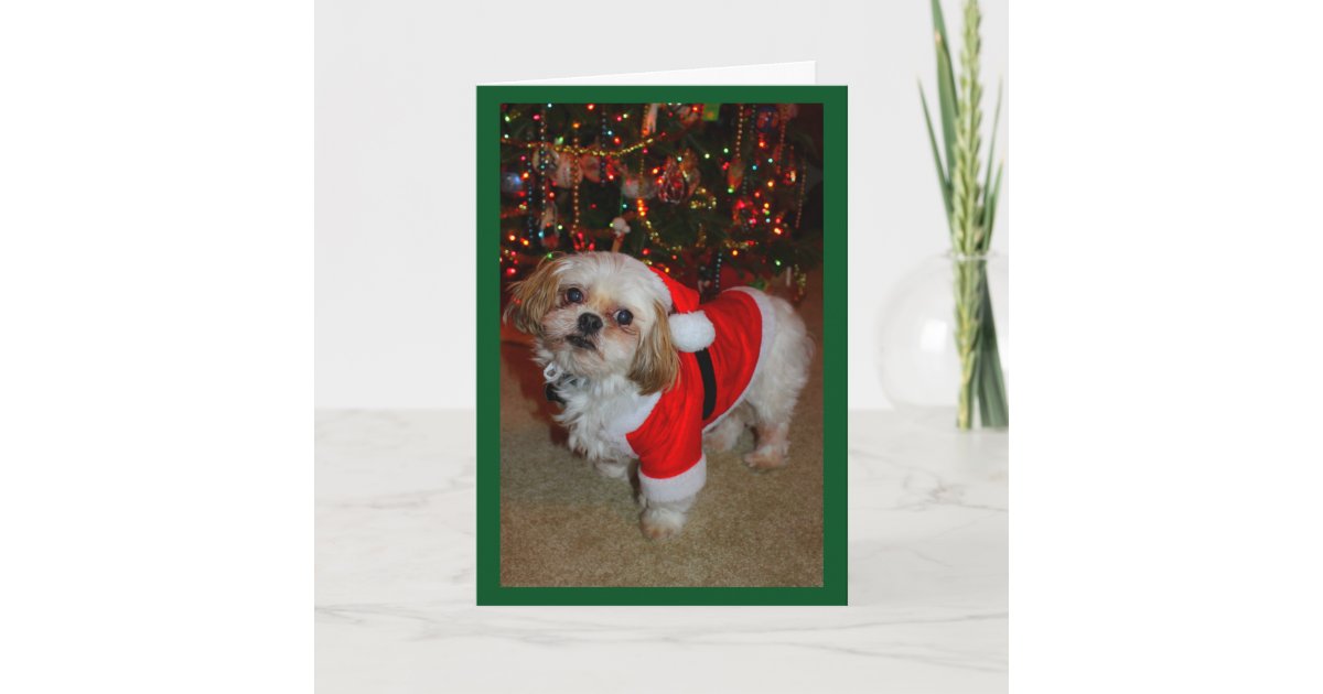 Here Comes Santa Paws! Card | Zazzle
