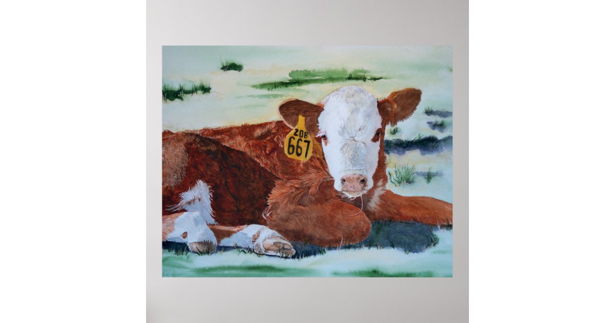 Hereford Calf Poster | Zazzle
