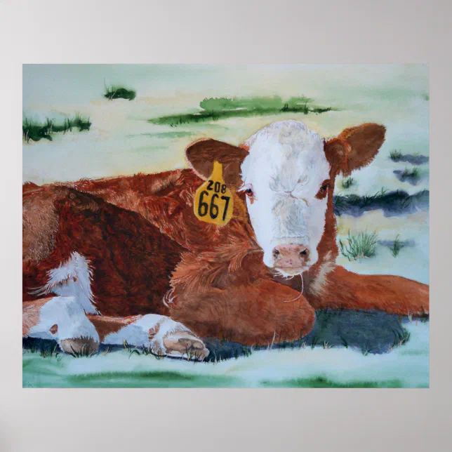 Hereford Calf Poster | Zazzle