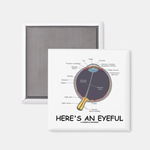 Here's An Eyeful (Eye Anatomy Humor) Magnet | Zazzle