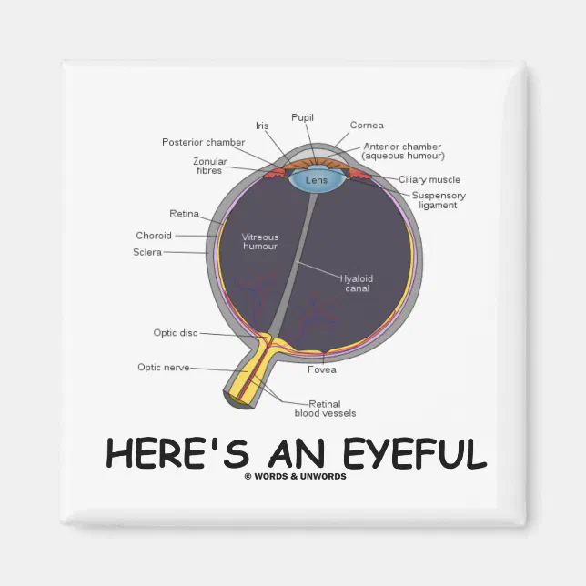 Here's An Eyeful (Eye Anatomy Humor) Magnet | Zazzle