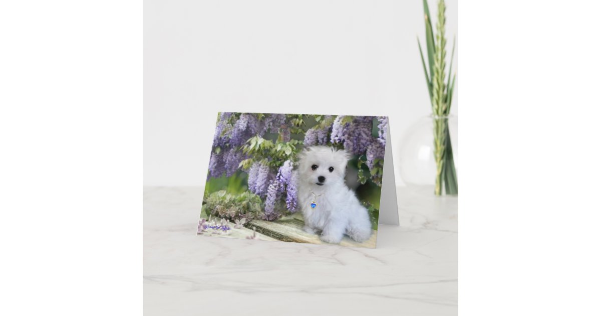 Hermes the Maltese Birthday Card | Zazzle