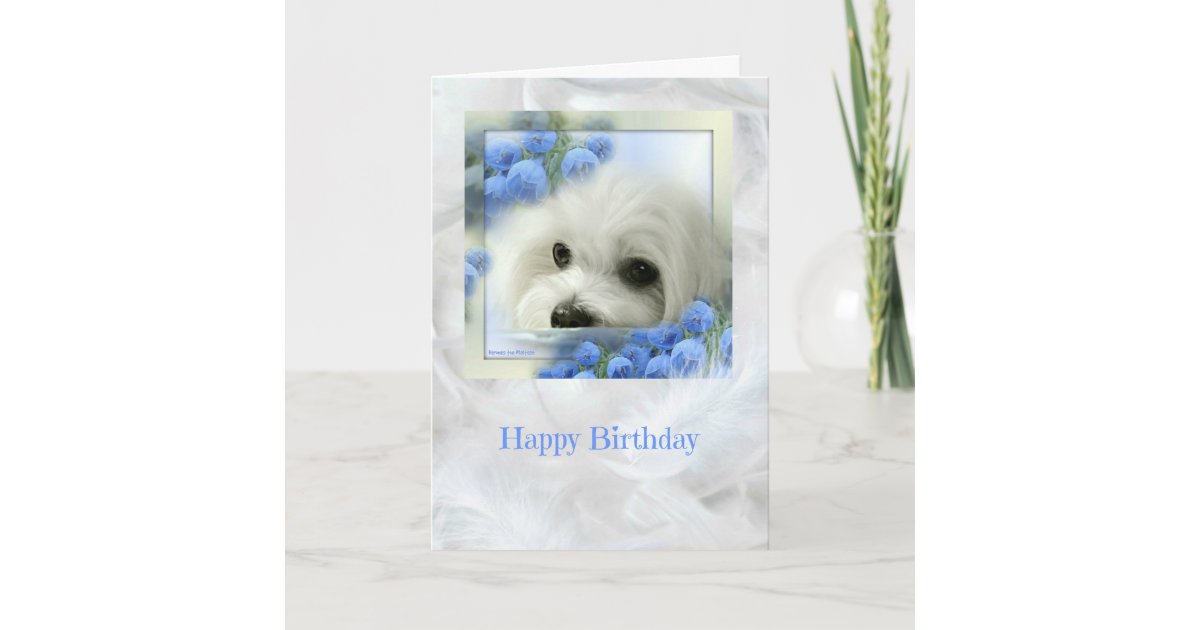 Hermes the Maltese Birthday Card | Zazzle