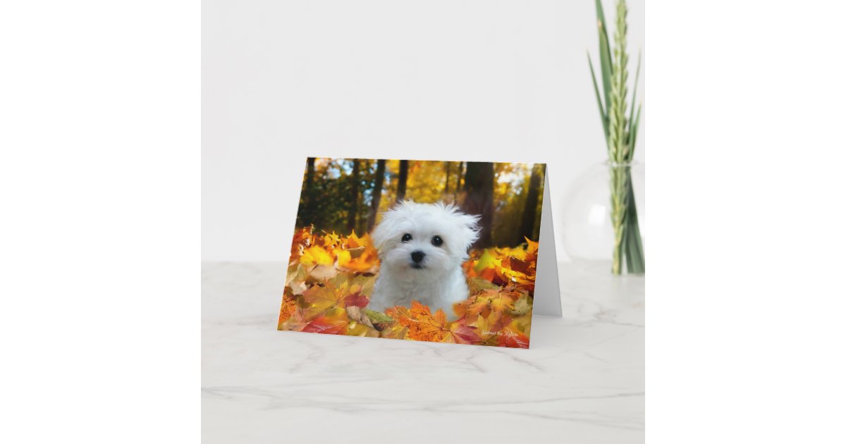 Hermes the Maltese Blank Greeting Card | Zazzle