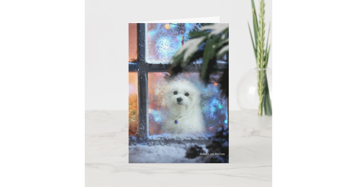 Hermes the Maltese Christmas Card | Zazzle